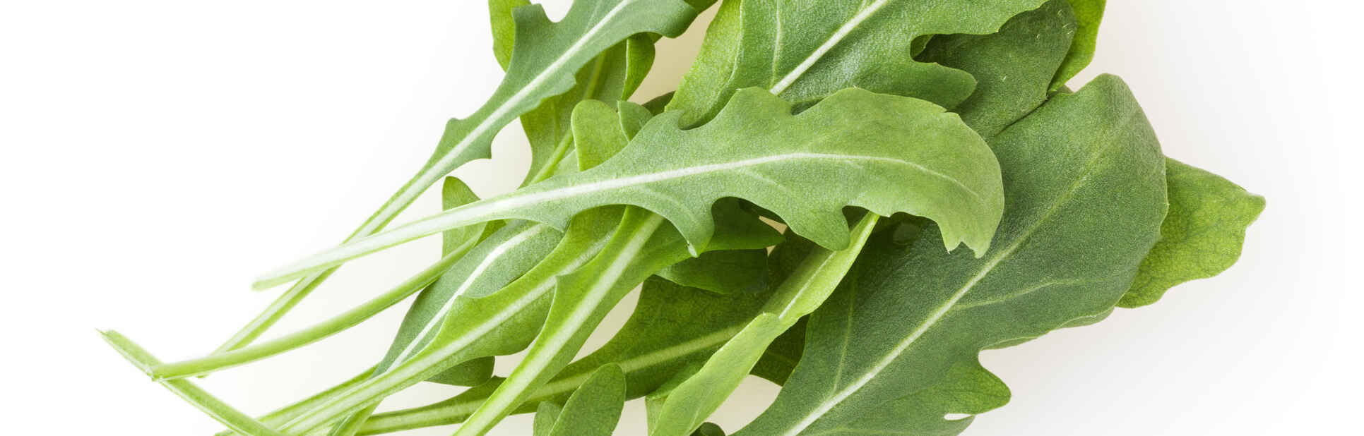 Wasabi-Rauke | Lebensmittel-Warenkunde | Küchengötter