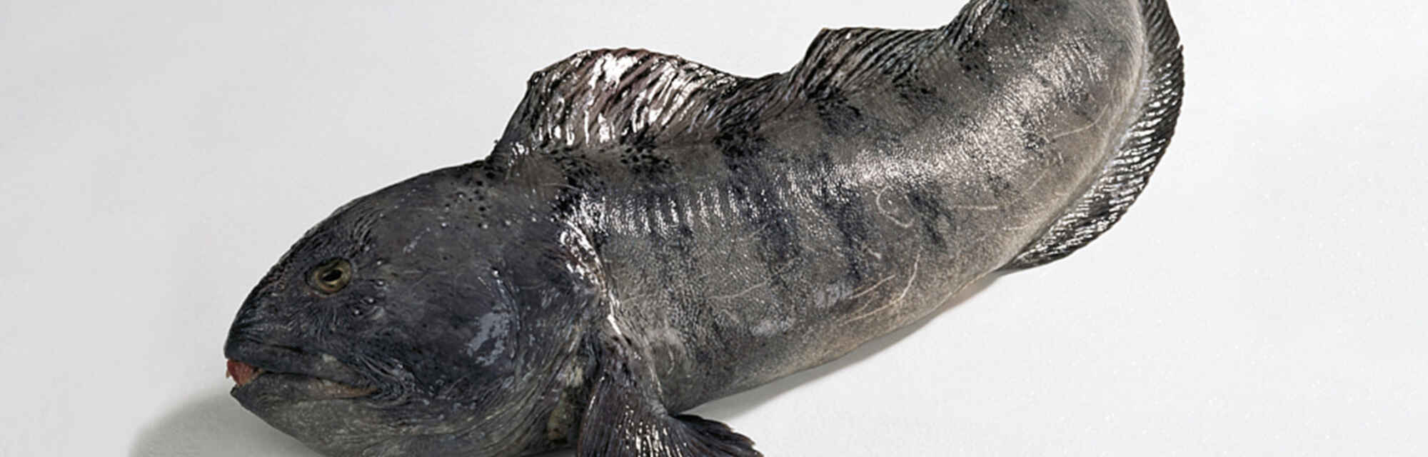 Seewolf | Lebensmittel-Warenkunde | Küchengötter