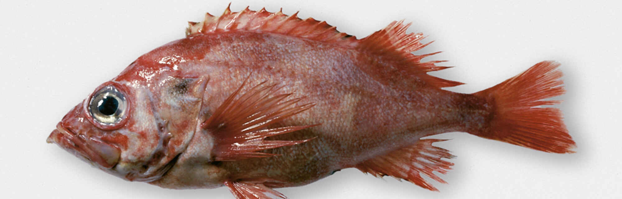 Rotbarsch | Küchengötter