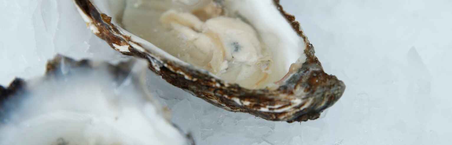 Austern | Lebensmittel-Warenkunde | Küchengötter