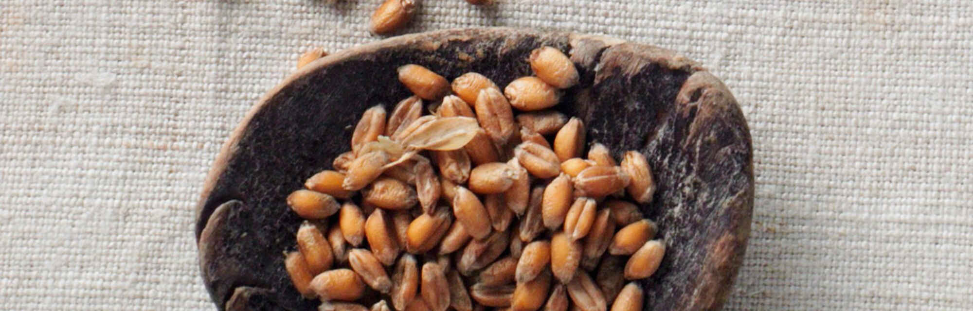 Was ist der Unterschied zwischen Hartweizen und Weichweizen? | Küchengötter