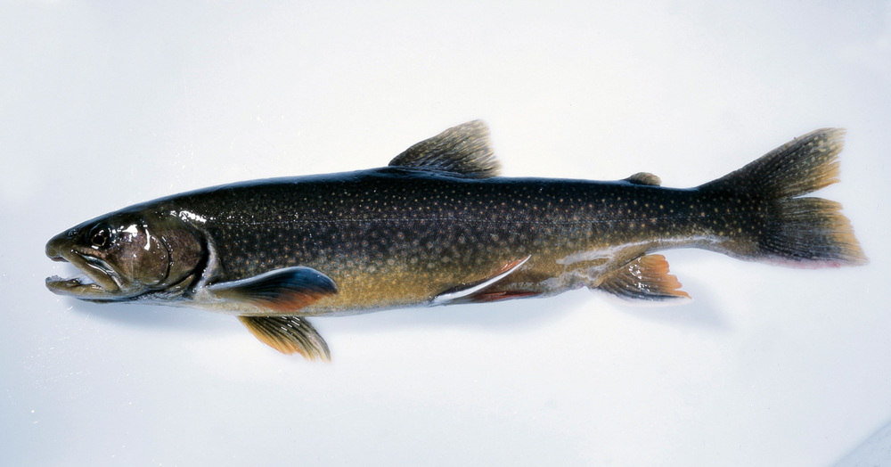 Saibling | Küchengötter