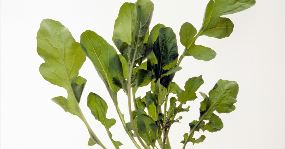 Wasabi-Rauke Warenkunde | Saison, Geschmack & Verwendung | Küchengötter