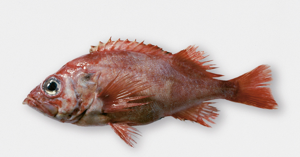 Rotbarsch | Küchengötter