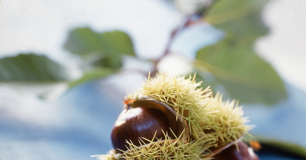 Maronen - Saison, Herkunft & Verwendung | Warenkunde | Küchengötter