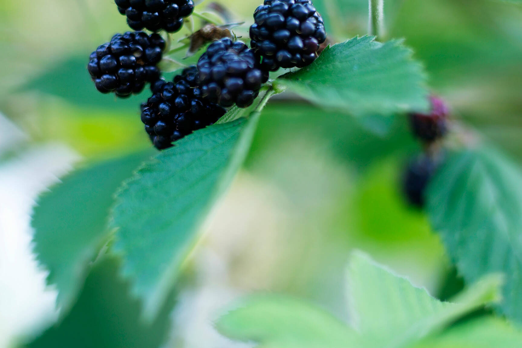 Brombeeren - Lebensmittel-Warenkunde | Küchengötter