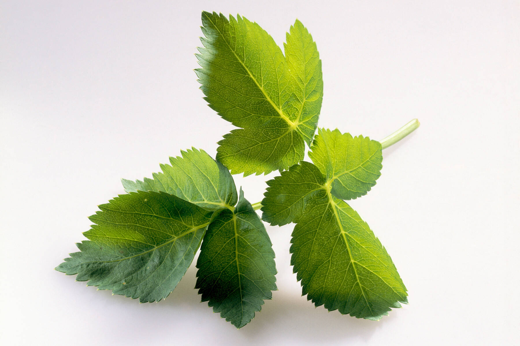 Minze | Lebensmittel-Warenkunde | Küchengötter