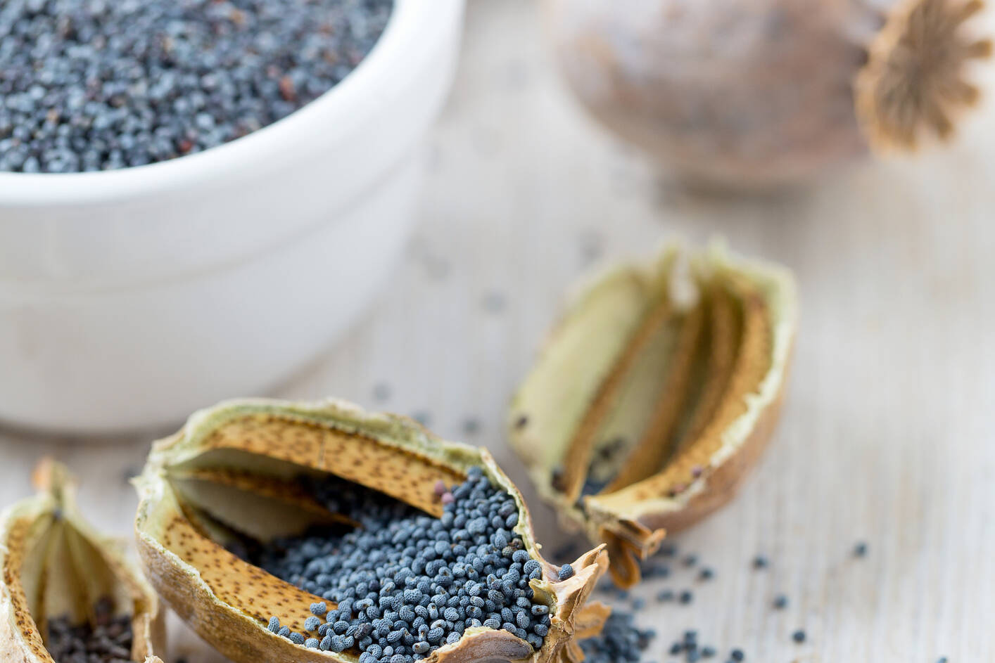 Mohn | Küchengötter