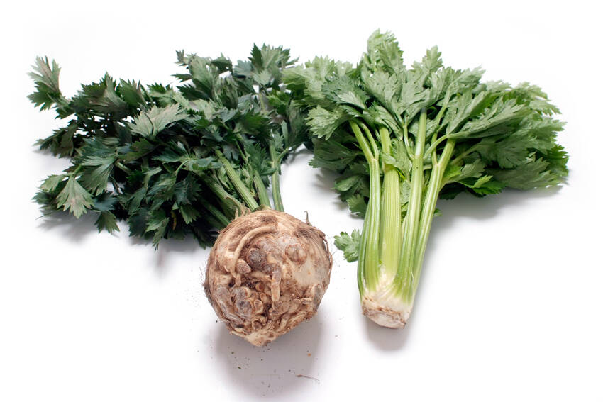 Staudensellerie Waschen Und Putzen Clipart