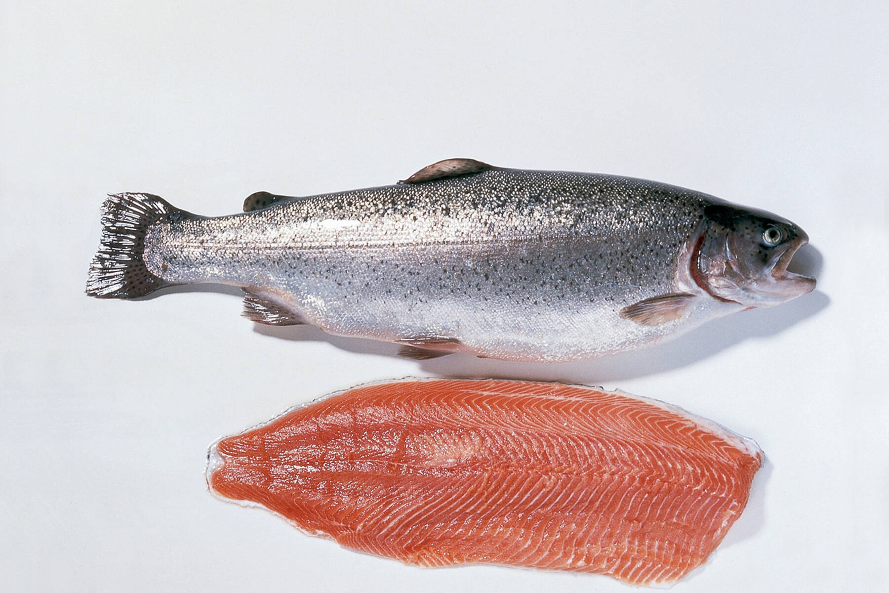 Forelle | Lebensmittel-Warenkunde | Küchengötter