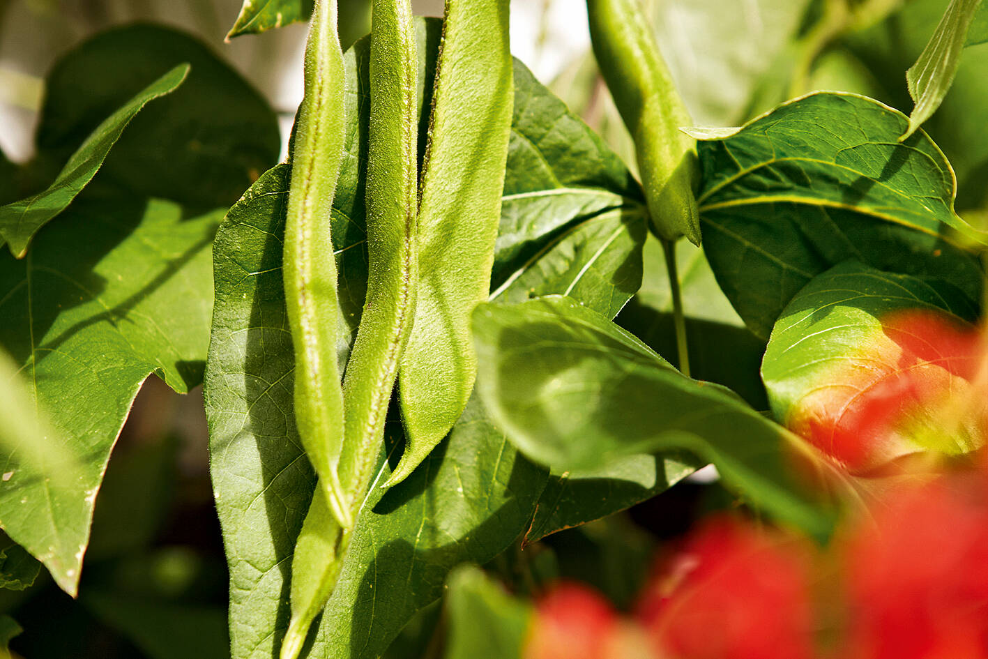 Feuerbohne (Käferbohne) | Anbau, Geschmack & Verwendung | Küchengötter