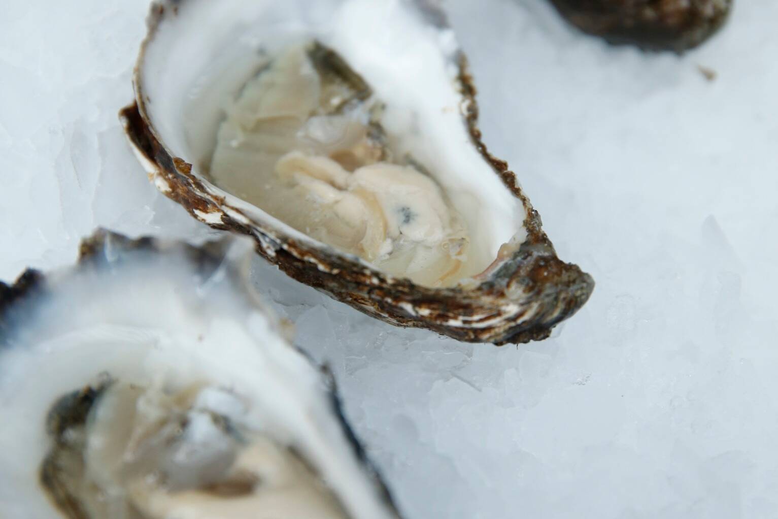 Austern | Lebensmittel-Warenkunde | Küchengötter