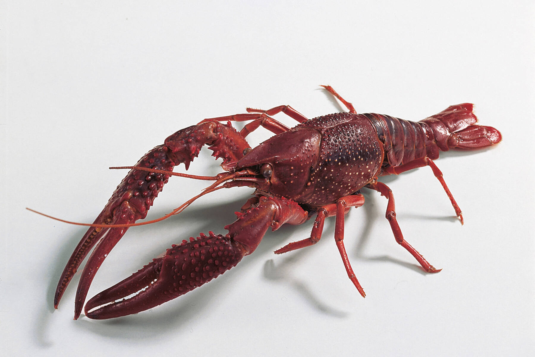 Flusskrebse | Lebensmittel-Warenkunde | Küchengötter