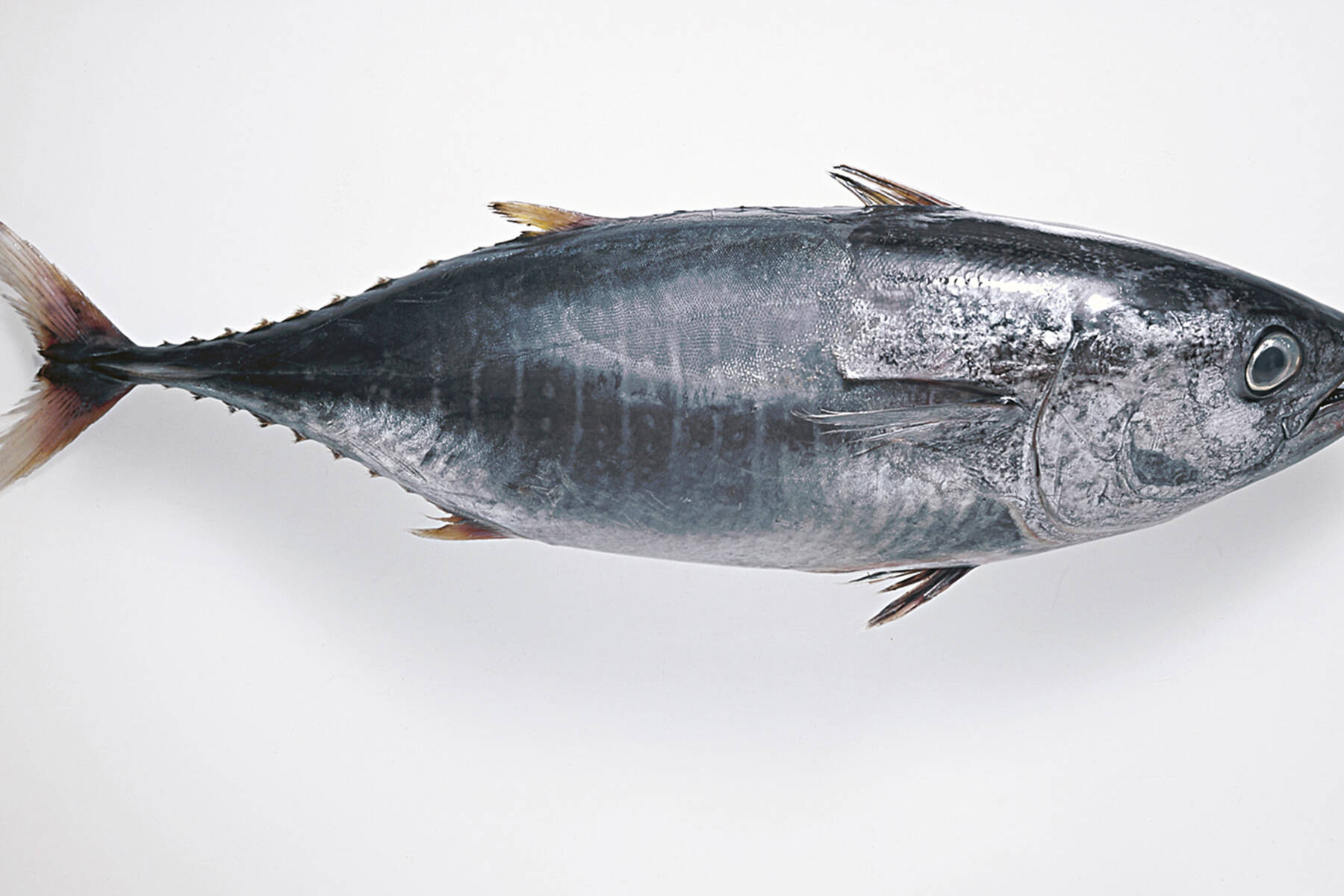 Thunfisch - Herkunft, Aufbewahrung, Verwendung | Küchengötter