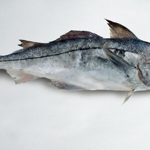 Schellfisch mit Steinpilz-Senf-Sauce Rezept | Küchengötter