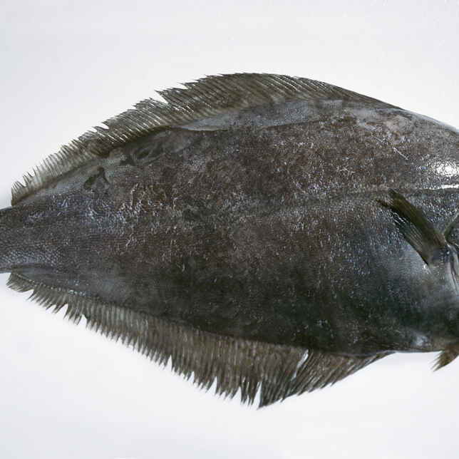 Heilbutt mit Orangen auf Rucola Rezept | Küchengötter