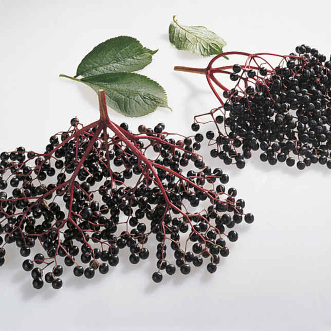 Holunderblütengelee Rezept | Küchengötter