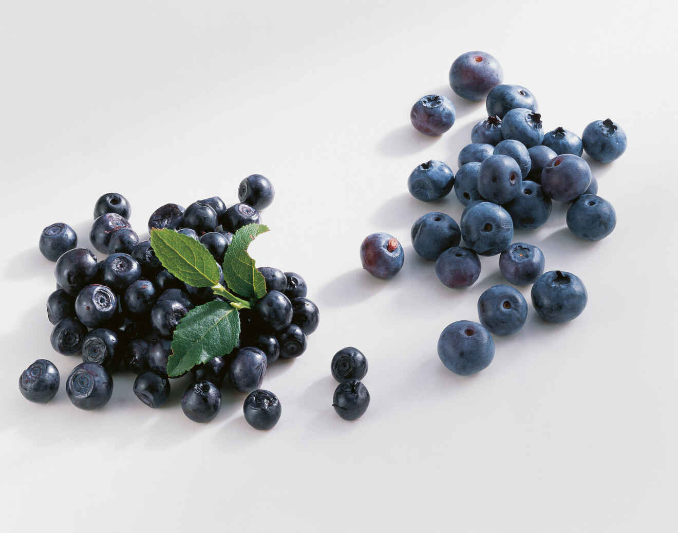 Heidelbeeren - Rezepte, Tipps & Ideen | Küchengötter