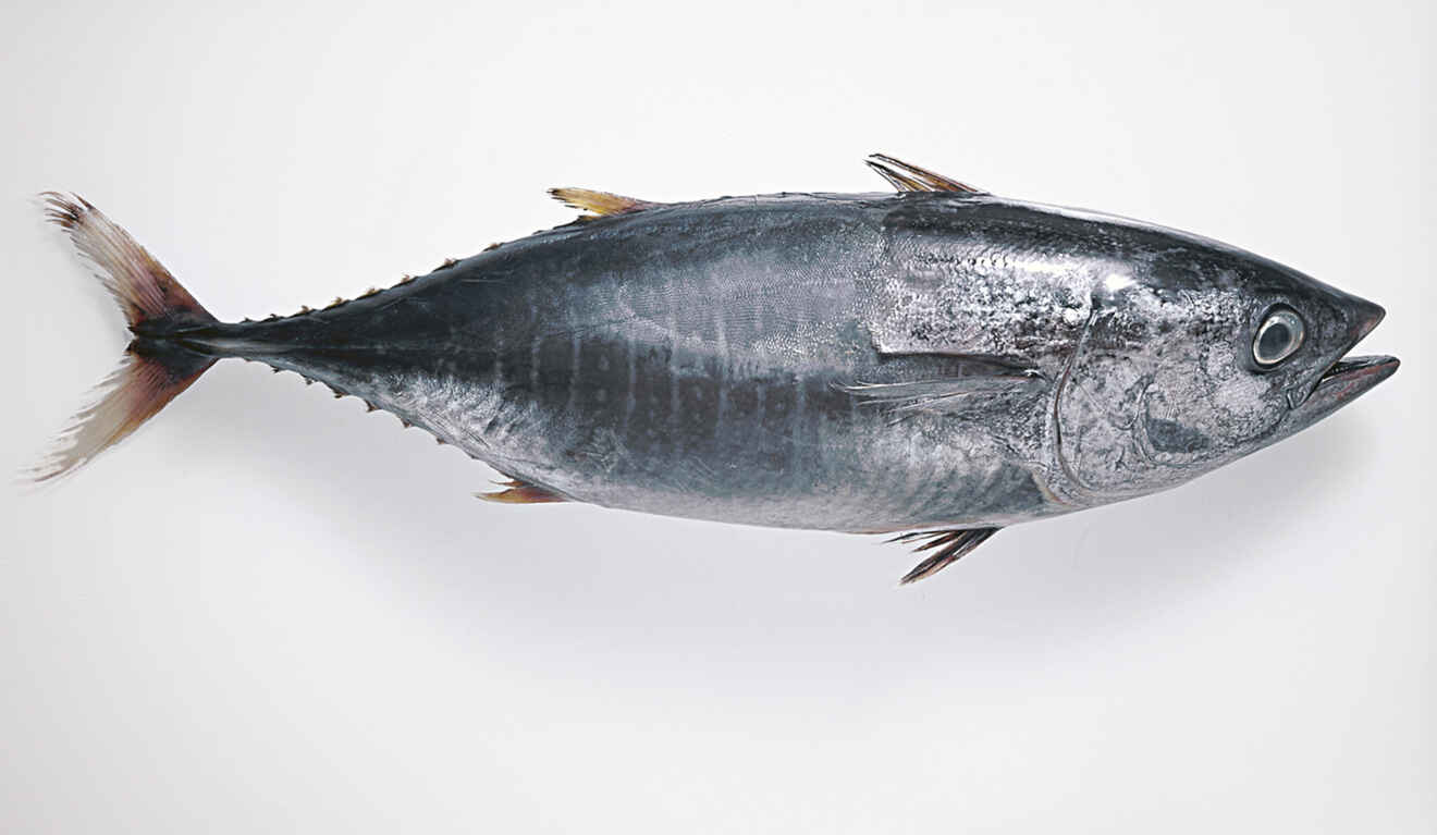 Thunfisch - Herkunft, Aufbewahrung, Verwendung | Küchengötter