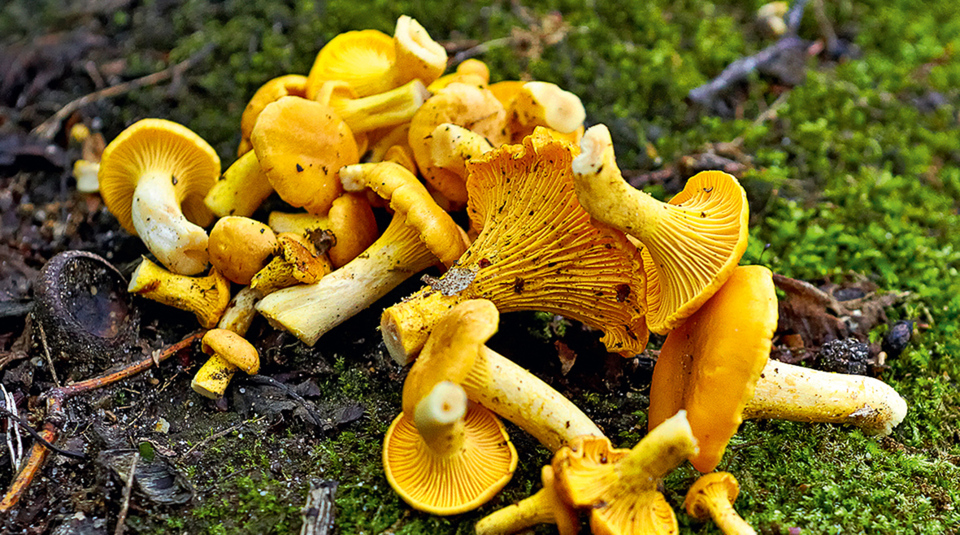 Pilzrezepte mit Pfifferlingen | Küchengötter